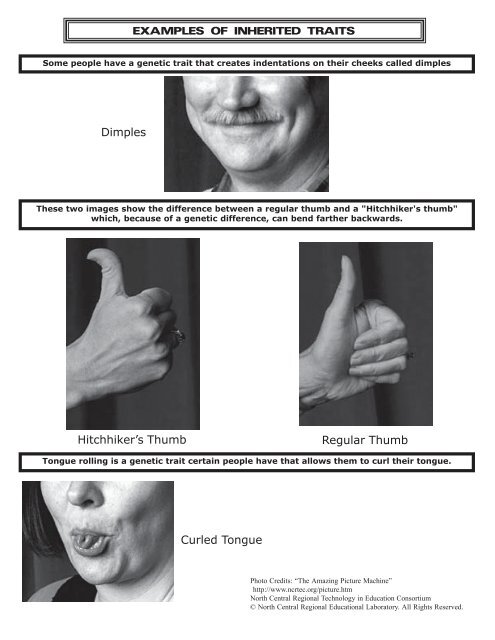 EXAMPLES OF INHERITED TRAITS Hitchhiker's Thumb Regular ...
