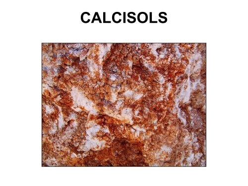 CALCISOLS