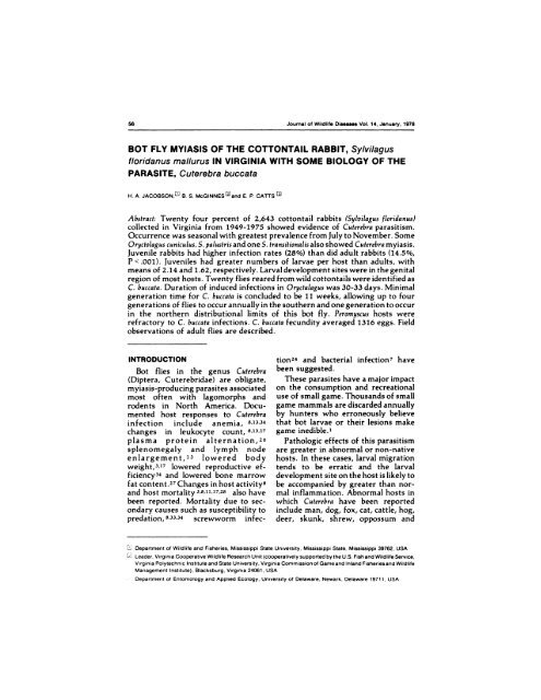 BOT FLY MYIASIS OF THE COTTONTAIL RABBIT, Sylvilagus ...