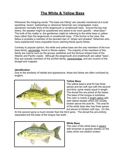 The White & Yellow Bass - Fishing in Illinois