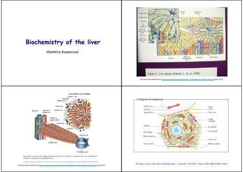 Biochemistry of the liver