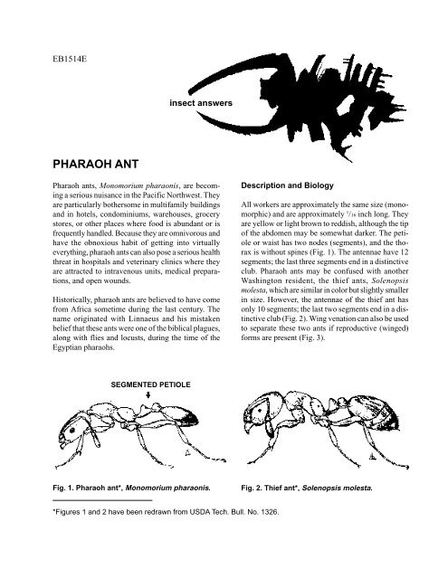 PHARAOH ANT - Washington State University