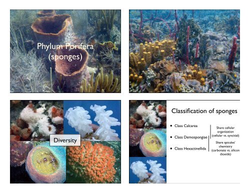 Phylum Porifera (sponges)