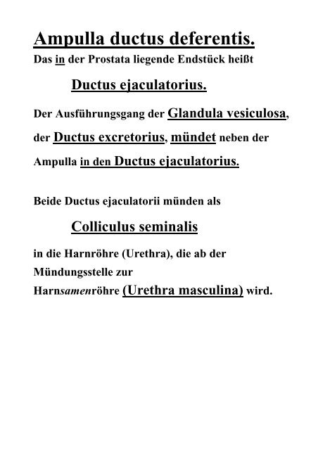 Ampulla ductus deferentis