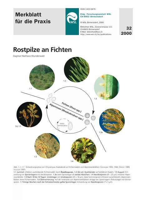 Rostpilze an Fichten - WSL