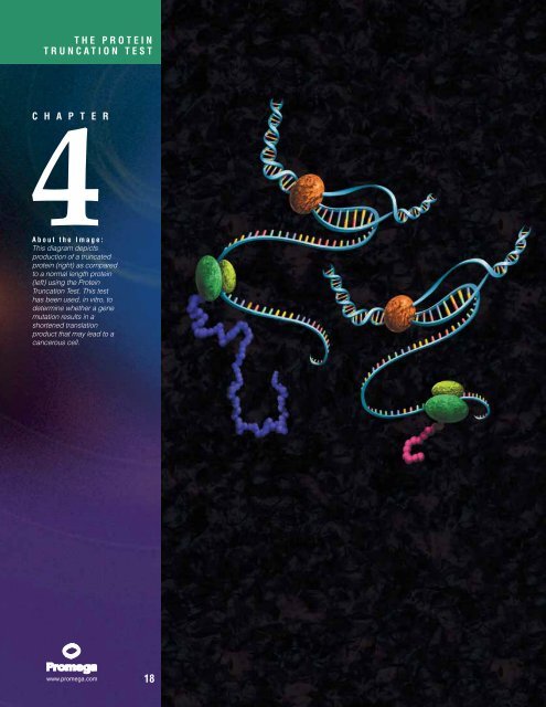 The Protein Truncation Test - Promega