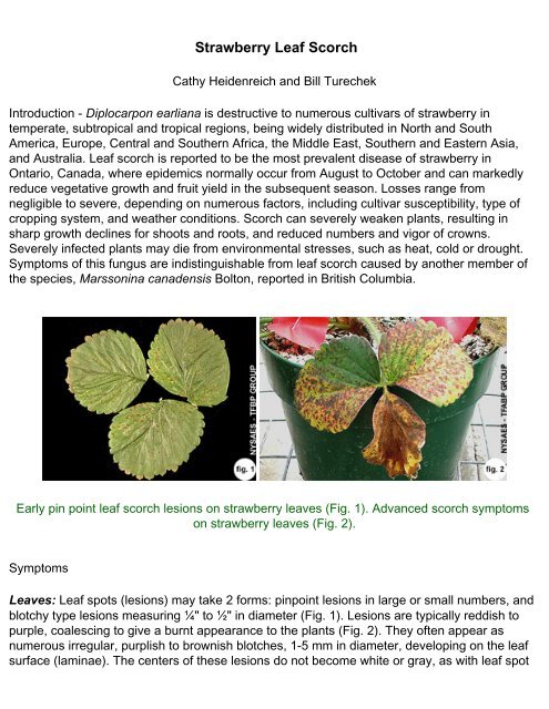 Strawberry Leaf Scorch - Cornell Fruit