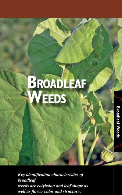 Broadleaf Weeds The Iowa Soybean Association