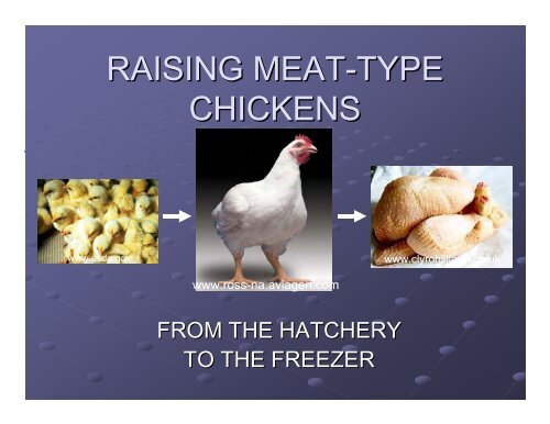 [PDF] Raising meat-type chickens