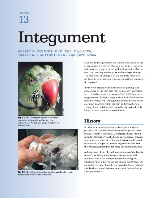 Integument - Harrison's Bird Foods