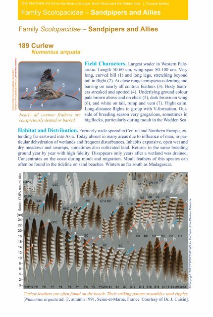 Family Scolopacidae – Sandpipers and Allies ... - Featherguide.org