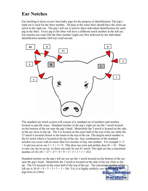 Ear Notching Cattle