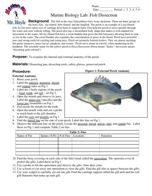 Perch Dissection Lab Worksheet Elcacerolazo