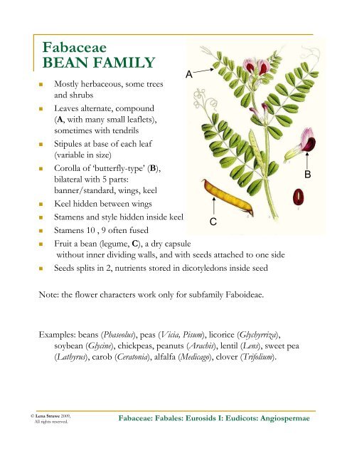 Fabaceae BEAN FAMILY Mos