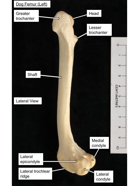 Greater Tubercle Of Femur