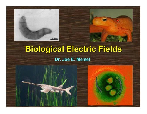 Biological Electric Fields