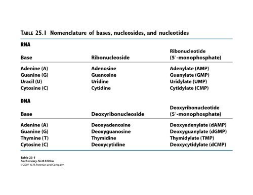 TABLE 25.l Nomenclature of bases, nucleosides, and nucleotides