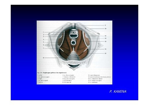 Right Paravesical Fossa L