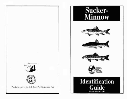 Minnow Identification Guide