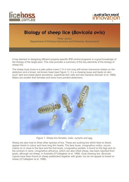 Biology of sheep lice (Bovicola ovis) - Australian Wool Innovation