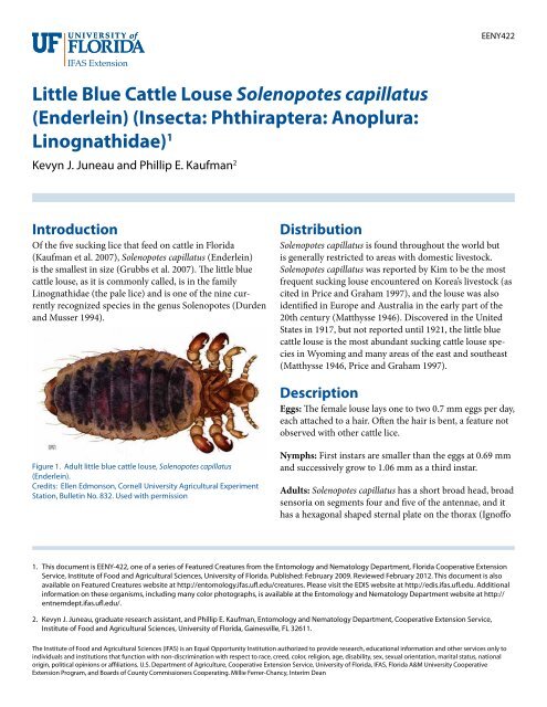 Little Blue Cattle Louse Solenopotes capillatus - EDIS - University of ...
