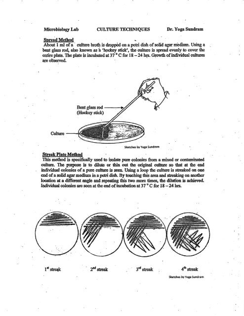 Microbiology Lab. Bacterial culture techniques