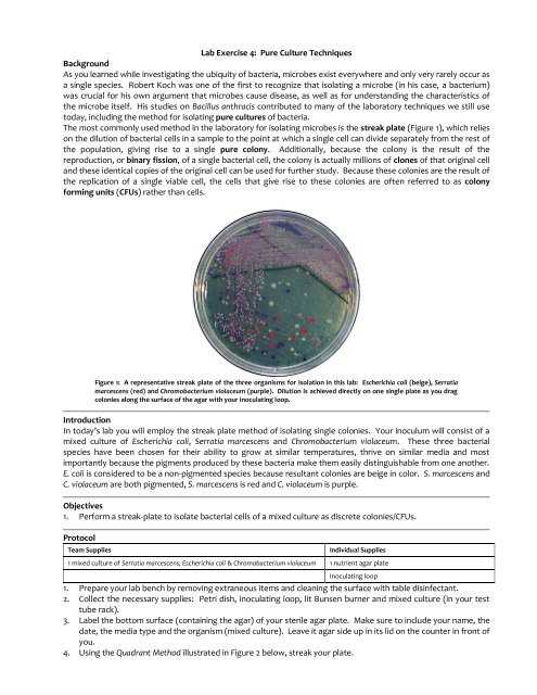 Lab Exercise 4: Pure Culture Techniques Background As you ...