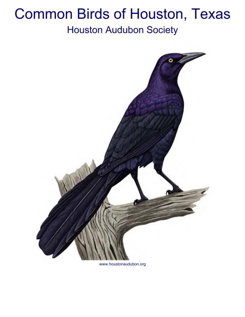 Common Birds of Houston, Texas - Houston Audubon Society