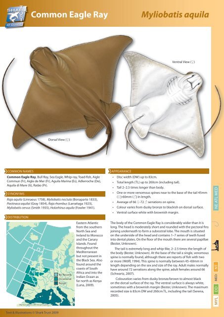 Common Eagle Ray Myliobatis aquila - The Shark Trust