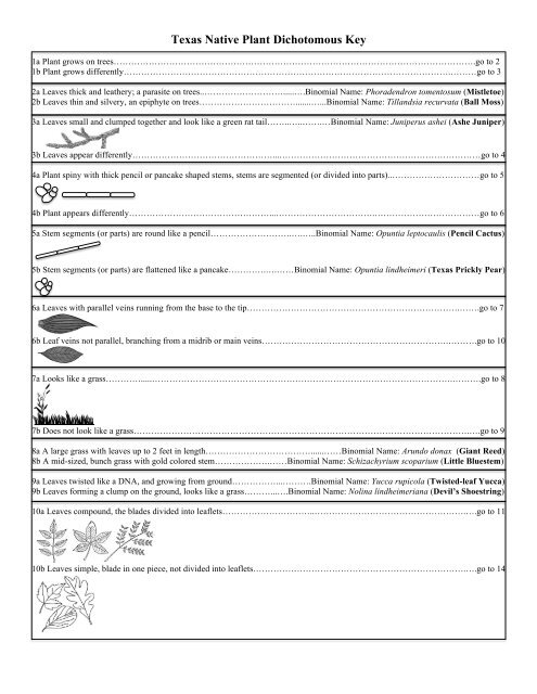 Texas Native Plant Dichotomous Key