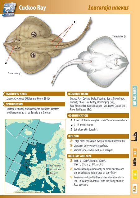 Cuckoo Ray Leucoraja naevus - The Shark Trust