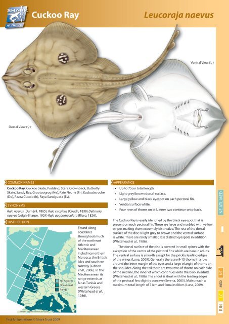 Cuckoo Ray Leucoraja naevus - The Shark Trust