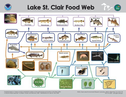 Lake Food Chain