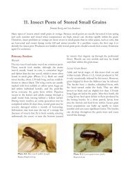 Stored grain pests identification