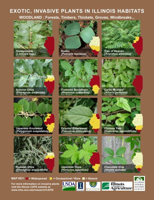 exotic, invasive plants in illinois habitats woodland