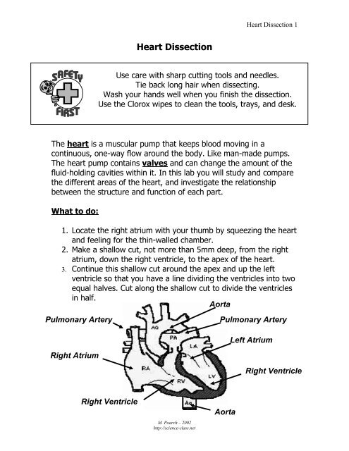 Heart Dissection.pdf - Science Class