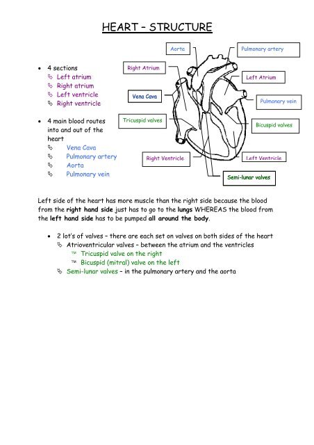 HEART – STRUCTURE - BiologyMad A-Level Biology