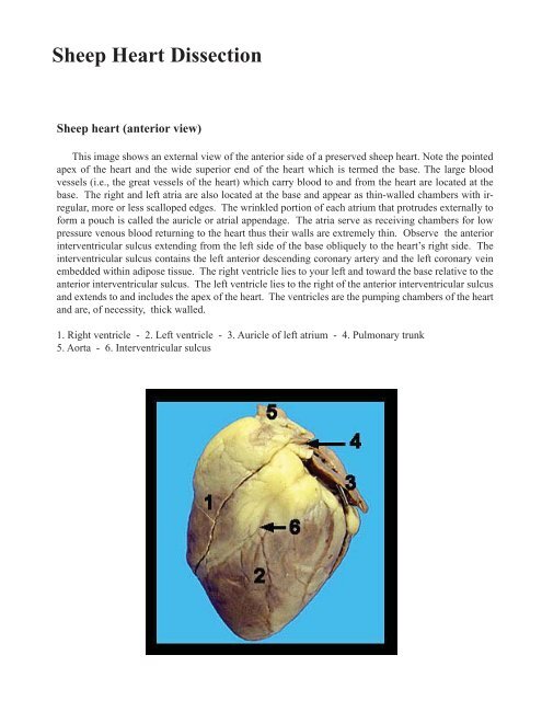 Sheep Heart Anterior View