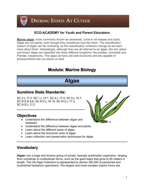 Algae Lesson Plan - Deering Estate at Cutler