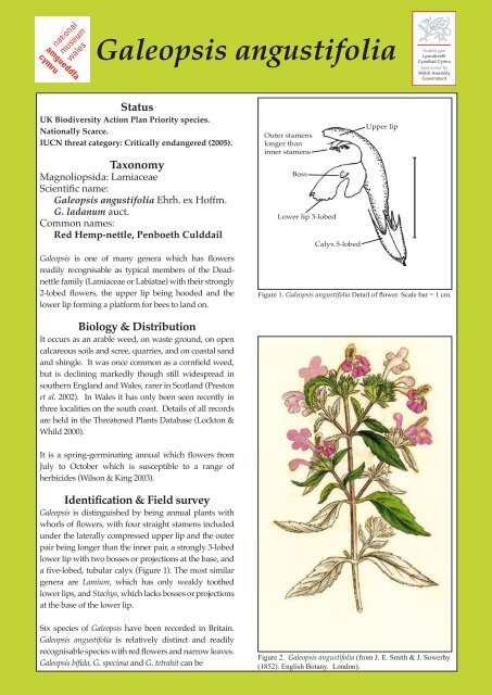 Species Fact Sheet - pdf