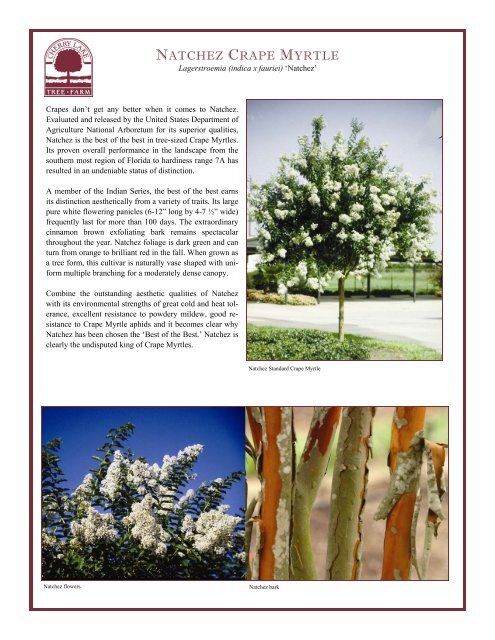 Natchez Crape Myrtle.pub - Cherry Lake Tree Farm
