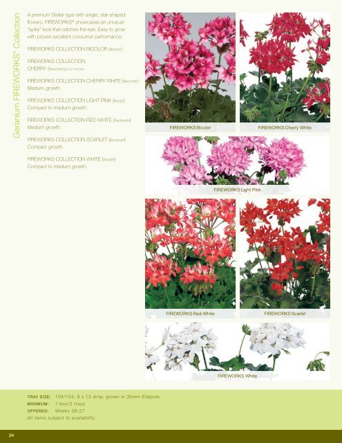 Geranium FIREWORKS Collection - Plug Connection