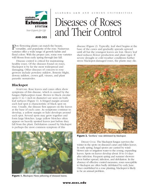 diseases of roses and their Control - Alabama Cooperative ...