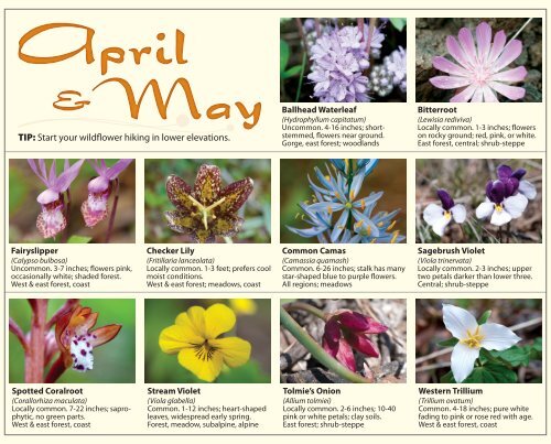 Wildflower Guide - Washington Trails Association