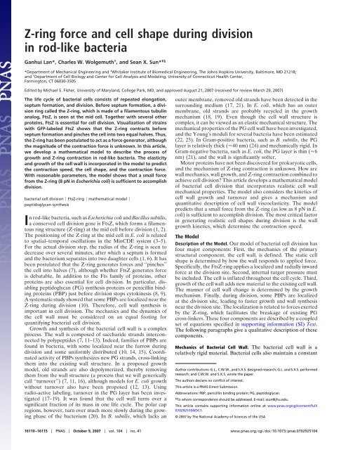 Z-ring force and cell shape during division in rod-like bacteria
