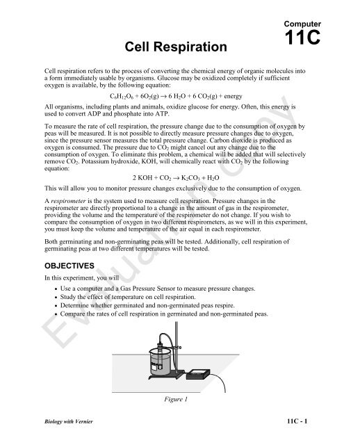 Cell Respiration (Pressure) - Vernier Software & Technology