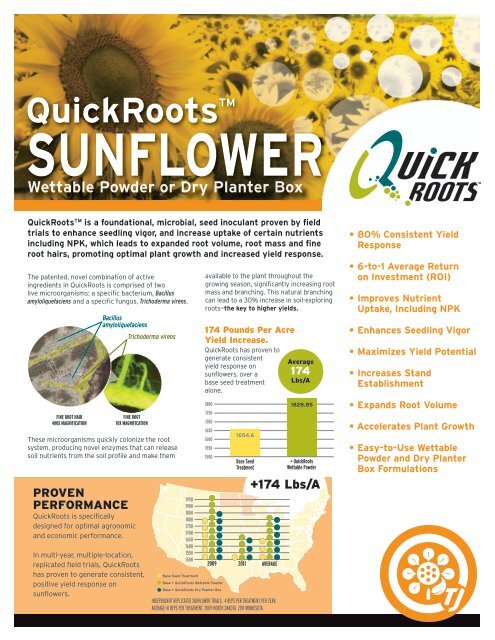 Sunflowers - QuickRoots