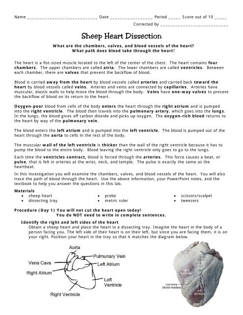  Sheep Heart Dissection Sheep Heart Dissection Lesson Plan 2019 01 26