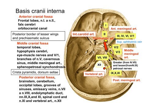 Basis cranii in