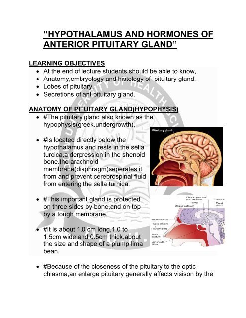 Pituitary Gland And Hypothalamus Hormones